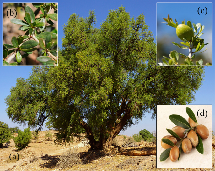 New Insights into Trace Element Accumulation in Kernels of Two Algerian ...