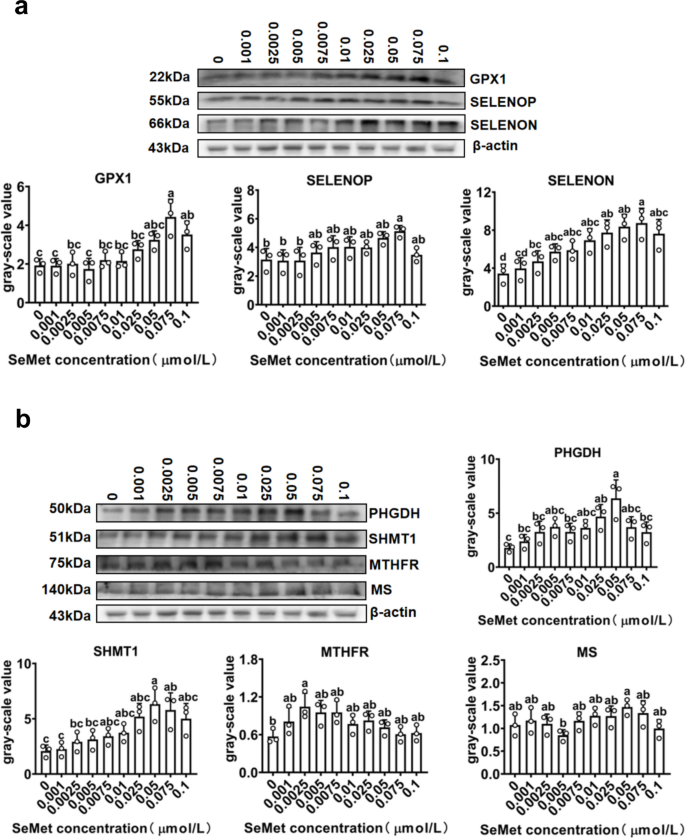 Activation of the De Novo Serine Synthesis Pathway and Disruption of ...