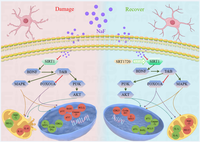 The Role of SIRT1–BDNF Signaling Pathway in Fluoride-Induced Toxicity ...