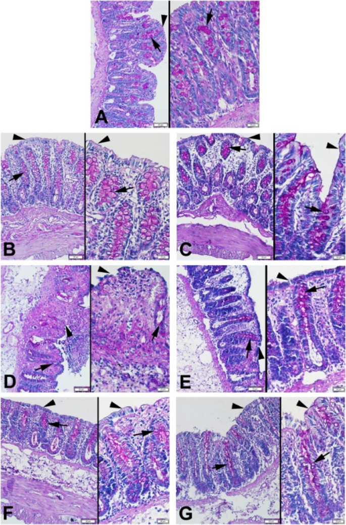 Zinc Picolinate Mitigates Colonic Inflammation and Enhances Barrier ...