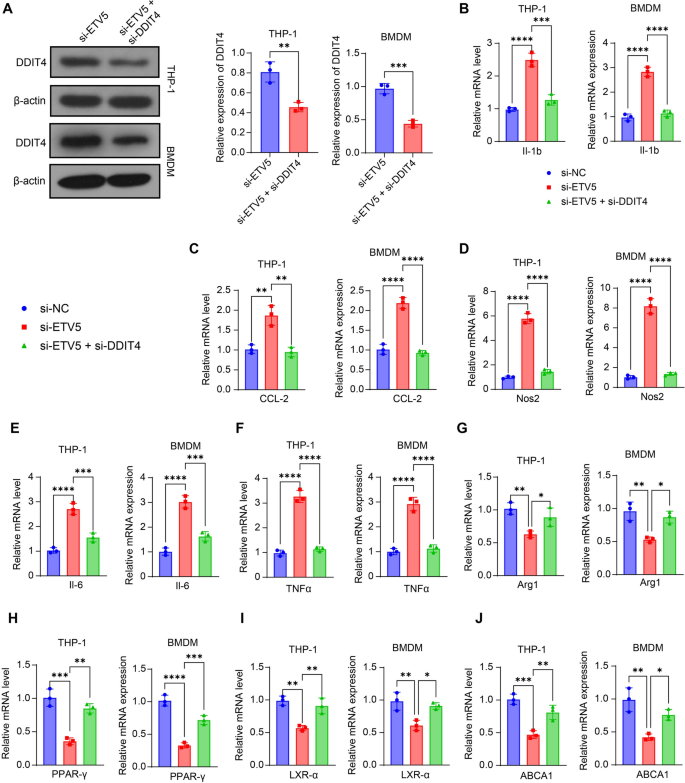 ETV5-Mediated Transcriptional Repression of DDIT4 Blocks Macrophage Pro ...