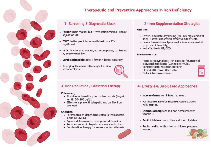 Iron Balance and Cardiovascular Health: The Double-Edged Role of ...