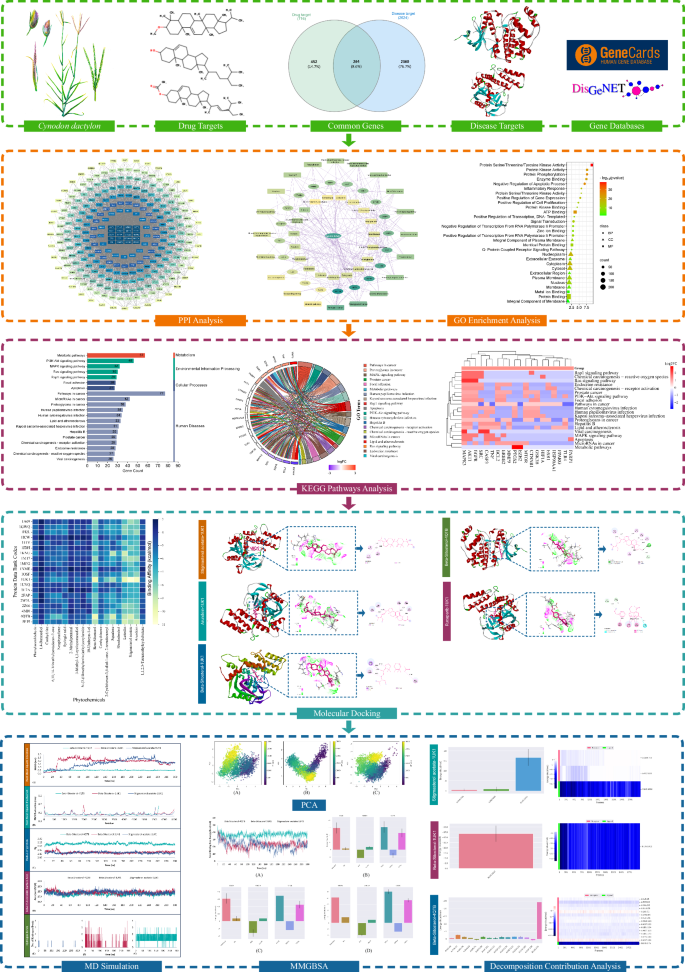 Molecular Mechanism of Cynodon dactylon Phytosterols Targeting MAPK3 ...