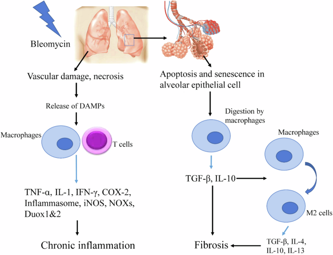Mechanisms of Bleomycin-induced Lung Fibrosis: A Review of Therapeutic ...
