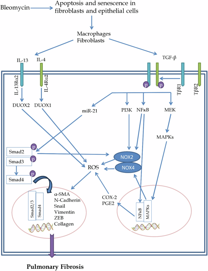 Mechanisms of Bleomycin-induced Lung Fibrosis: A Review of Therapeutic ...