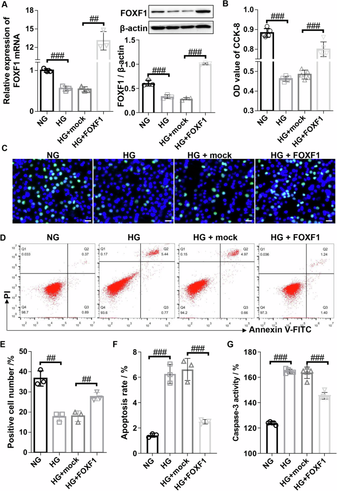 DNMT1-Mediated the Downregulation of FOXF1 Promotes High Glucose ...
