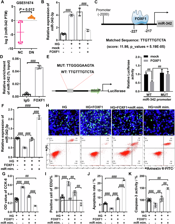 DNMT1-Mediated the Downregulation of FOXF1 Promotes High Glucose ...