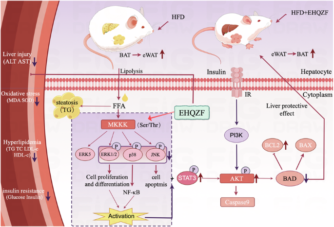 Active Targets and Potential Mechanisms of Erhuang Quzhi Formula in ...