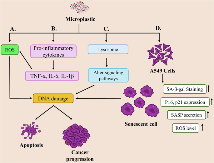 Microplastics – A Growing Concern as Carcinogens in Cancer Etiology ...