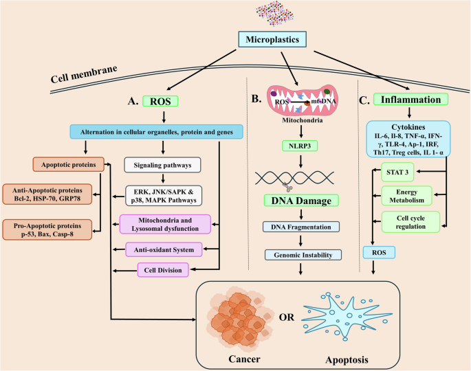 Microplastics – A Growing Concern as Carcinogens in Cancer Etiology ...