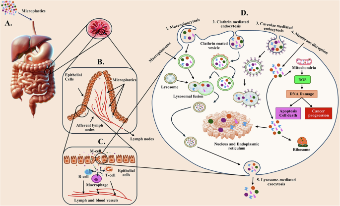 Microplastics – A Growing Concern as Carcinogens in Cancer Etiology ...