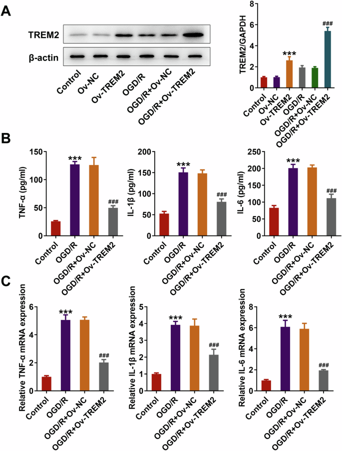 TREM2 Impairs Glycolysis to Interrupt Microglial M1 Polarization and Inflammation via JAK2/STAT3 ...