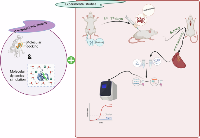 Melatonin Ameliorates Isoproterenol-Induced Cardiac Fibrosis by ...