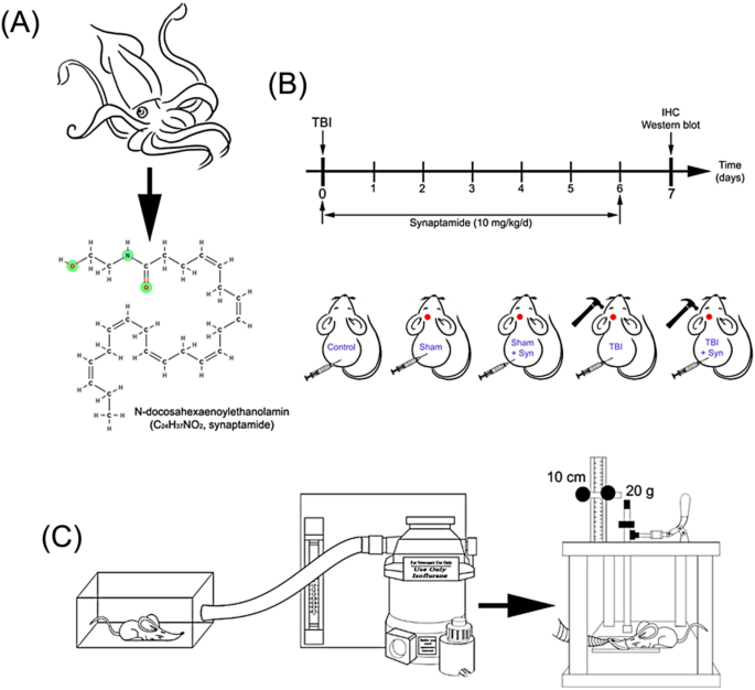 Anti-inflammatory Effects of Synaptamide in the Peripheral Immune ...