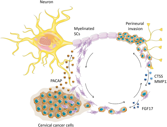 Physical Interactions between Cancer Cells and Tumor Microenvironment ...