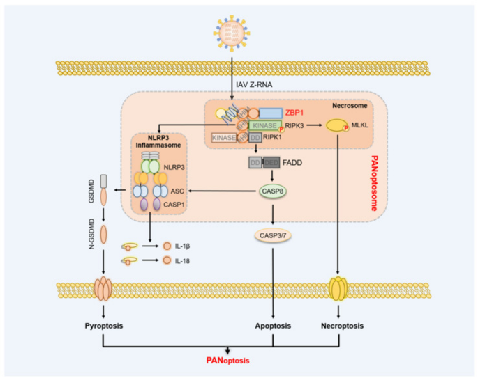 PANoptosis: Molecular Mechanisms, Regulatory Pathways, and Implications ...
