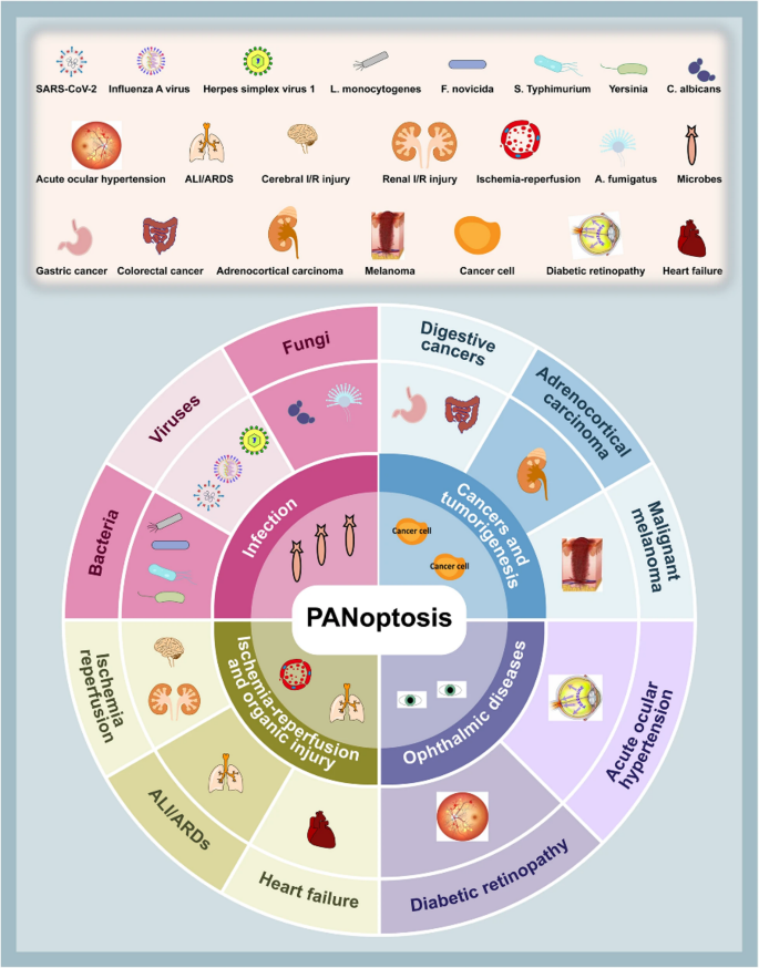 PANoptosis: Molecular Mechanisms, Regulatory Pathways, and Implications in Disease Pathogenesis ...