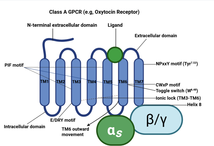 Elucidating the Structure and Activation Mechanisms of GPCRs Using ...