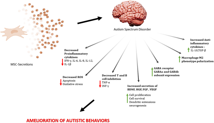 Stem Cell Secretions as a Potential Therapeutic Agent for Autism ...