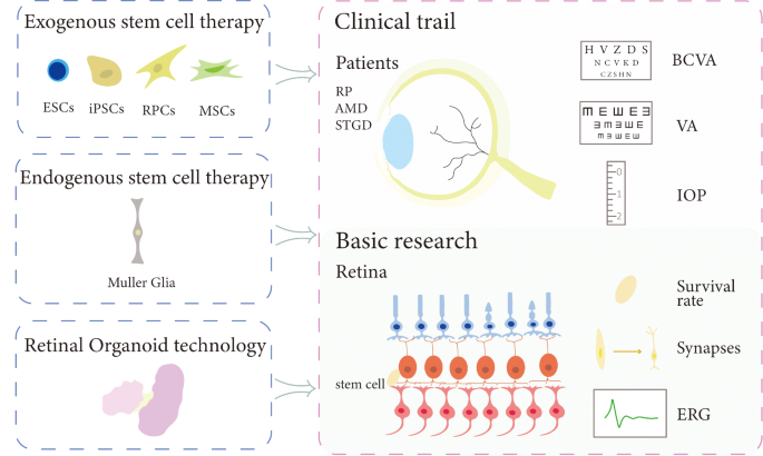 Towards Stem/Progenitor Cell-Based Therapies for Retinal Degeneration ...
