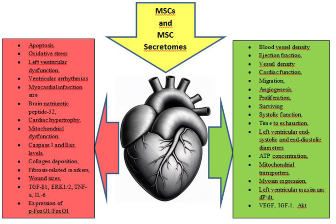 The Application of Mesenchymal Stem Cells in Different Cardiovascular ...