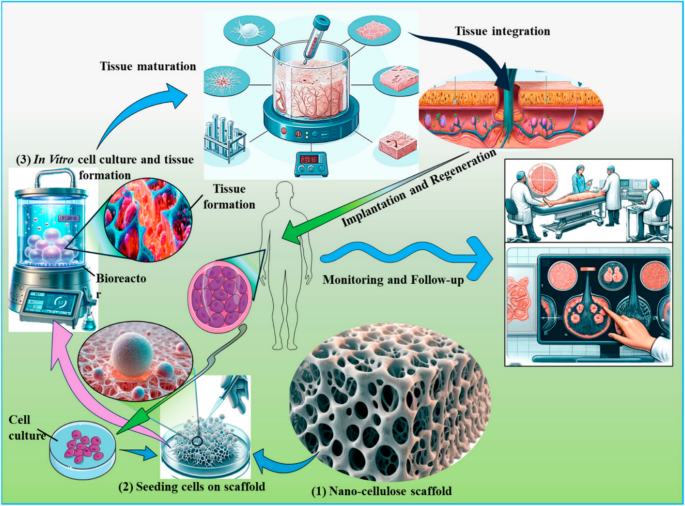 Advancements in Chitosan and Cellulose Nanoparticles for Stem Cell ...
