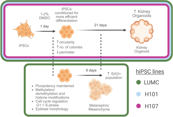 Dimethyl Sulfoxide Conditions Induced Pluripotent Stem Cells for more Efficient Nephron ...