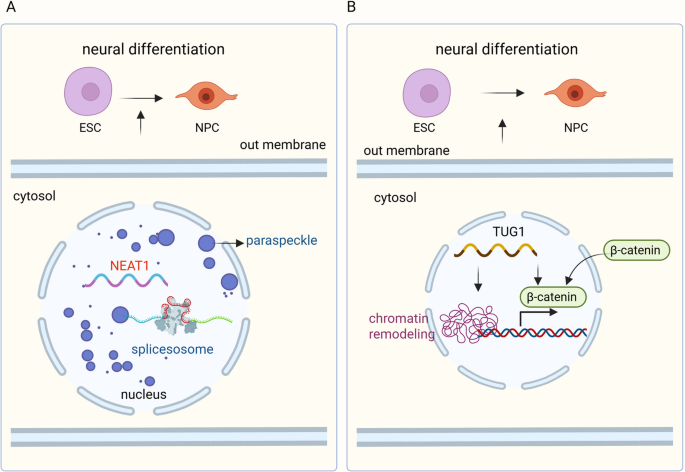 Deciphering the Role of Long Non-coding RNAs in Neural Differentiation and Reprogramming | Stem ...