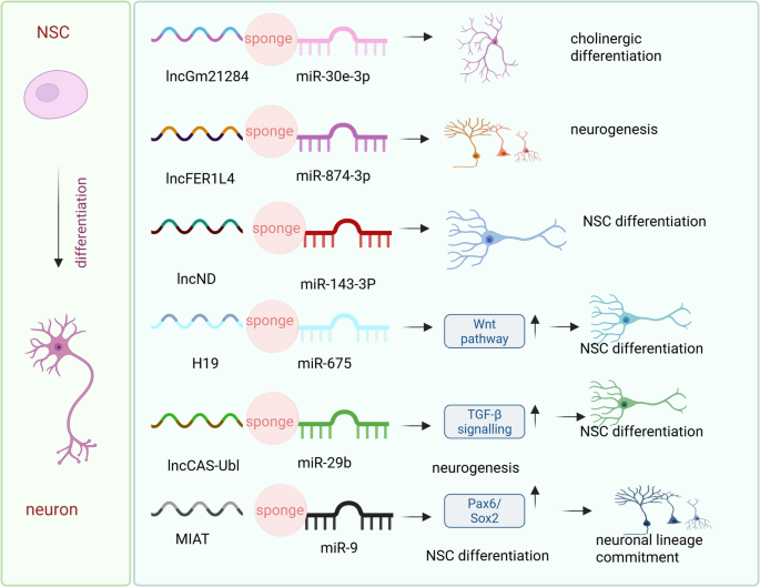 Deciphering the Role of Long Non-coding RNAs in Neural Differentiation and Reprogramming | Stem ...