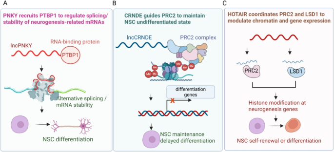 Deciphering the Role of Long Non-coding RNAs in Neural Differentiation and Reprogramming | Stem ...