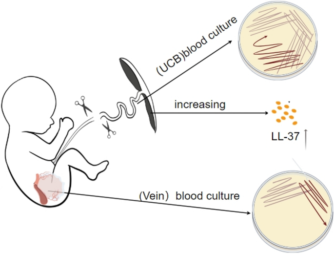 Application of Umbilical Cord Blood for the Clinical Prevention and ...