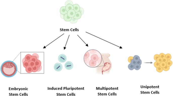 Stem Cell Based Regenerative Applications for the Management of ...