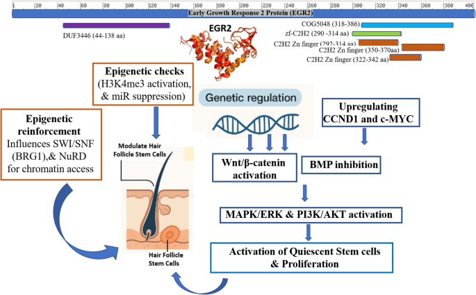 Epigenetic and Molecular Regulation of EGR2 Activates Quiescent HFSCs ...