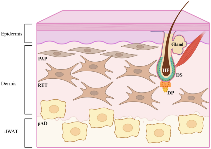 Fibroblast: A Novel Target for Autoimmune and Inflammatory Skin ...