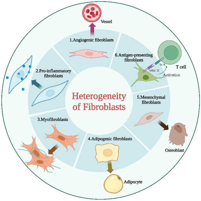 Fibroblast: A Novel Target for Autoimmune and Inflammatory Skin ...