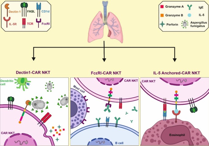 CAR-NKT Cells in Asthma: Use of NKT as a Promising Cell for CAR Therapy | Clinical Reviews in ...