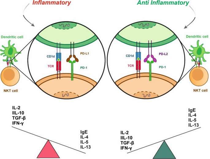 CAR-NKT Cells in Asthma: Use of NKT as a Promising Cell for CAR Therapy ...