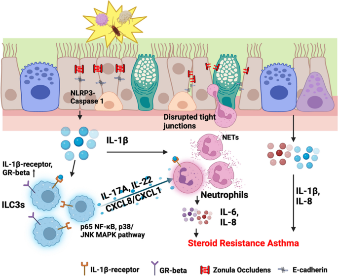 Group 3 Innate Lymphoid Cells: A Potential Therapeutic Target for ...
