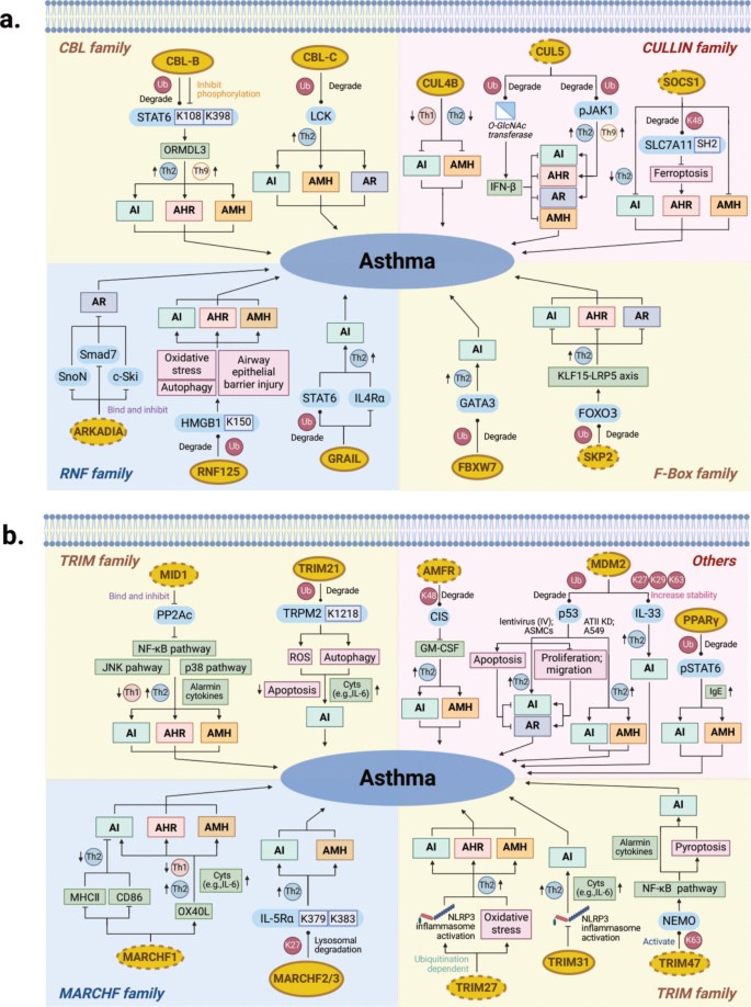 The Ubiquitin–Proteasome System in Asthma: Mechanisms and Therapeutic ...