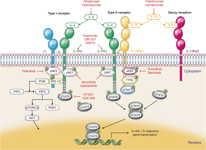 Targeting IL-4/IL-13 Signaling Pathways in Chronic Rhinosinusitis with ...