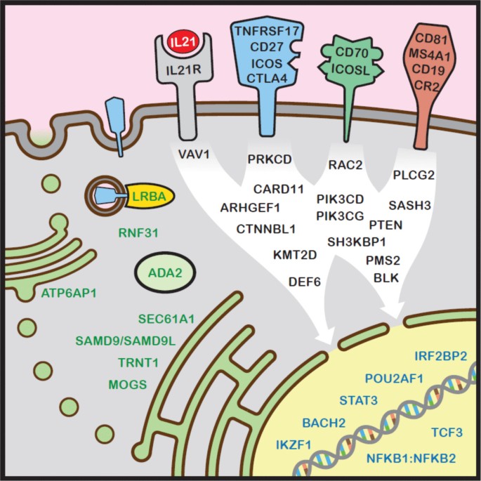 Common Variable Immunodeficiency Disorders: A perspective from New ...