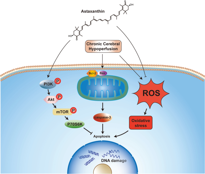 Astaxanthin Rescues Memory Impairments in Rats with Vascular Dementia ...