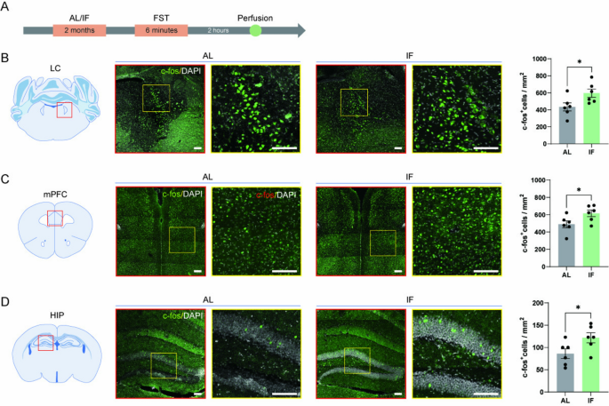 Noradrenergic Projections from the Locus Coeruleus to the Medial ...