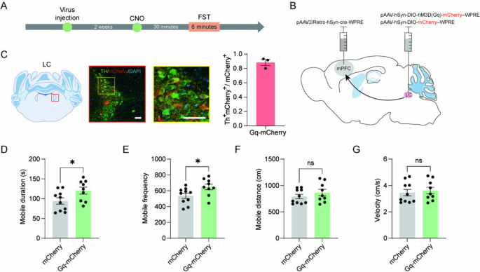 Noradrenergic Projections from the Locus Coeruleus to the Medial ...
