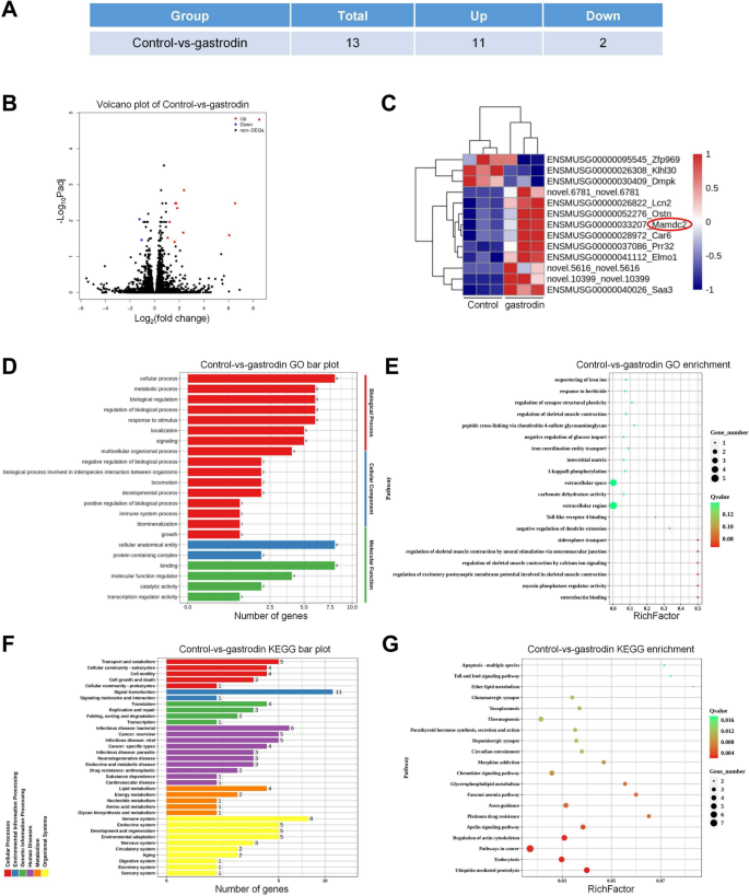 Gastrodin Protects Neuronal Cells Against Oxidative Stress Through ...