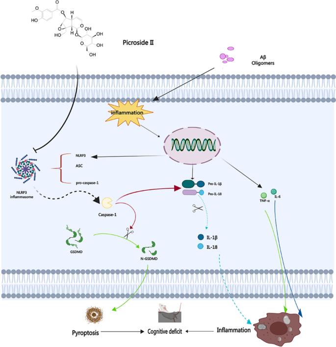 Picroside II Alleviates the Progression of Alzheimer’s Disease via the ...