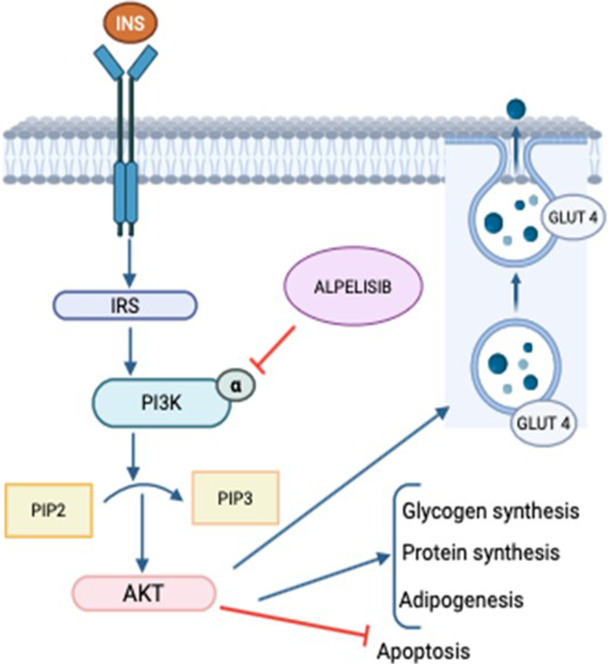 C-Peptide and BMi predict anti-hyperglycemic treatment lines in breast ...