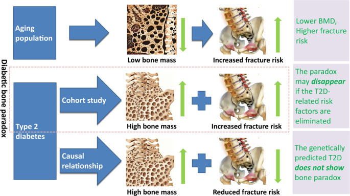 The paradox of bone mineral density and fracture risk in type 2 ...