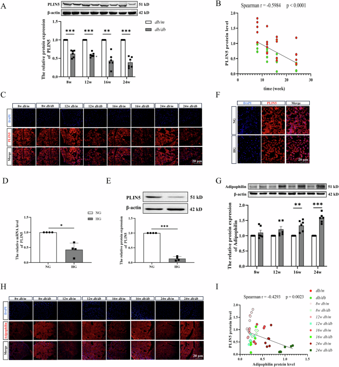 PLIN5 regulates lipid metabolism via PGC-1α/Drp1 signaling in islet β ...