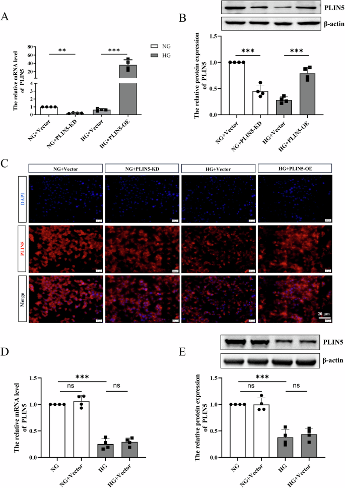 PLIN5 regulates lipid metabolism via PGC-1α/Drp1 signaling in islet β ...